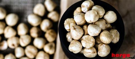 Kandungan Nutrisi Dan Update Harga Kacang Hazelnut Daftar Harga And Tarif 2023
