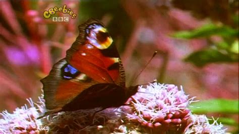 Cbeebies Springwatch Episode 4 29th May 2008 16 00 Free Download Borrow And Streaming