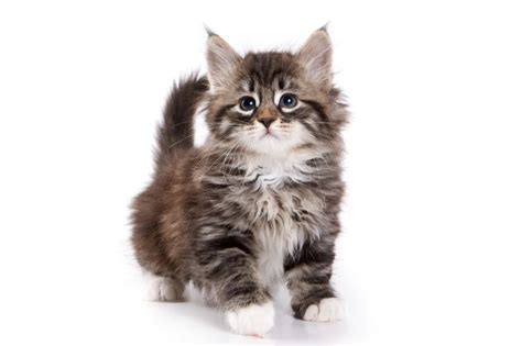 Pictures Of Cute Fuzzy Kittens Slideshow