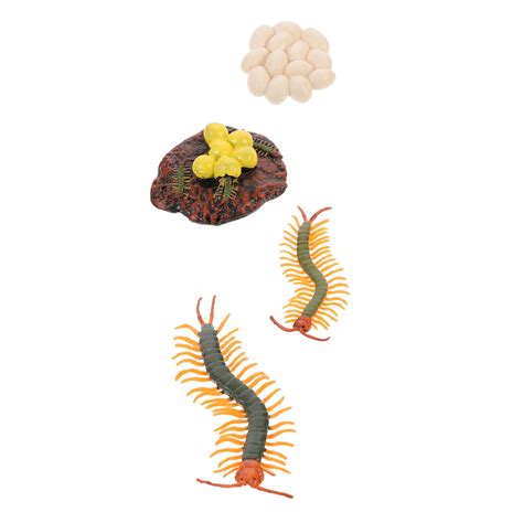 Life Cycle Of A Centipede Scolopendra Morsitans Wikipedia