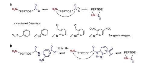 Amide Bond Formation In Cyclization Amide Bond Cyclization Qyaobio