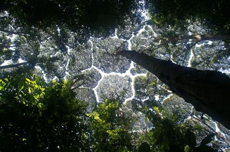 The Canopies Of These Trees Dont Ever Touch Eachother Its A Natural