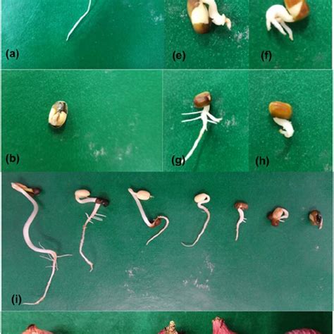 A Root Length Of Control V Radiata Seed B Non Germinated V Radiata