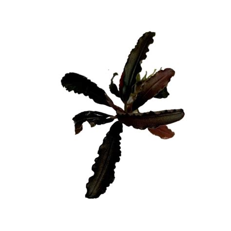 Bucephalandra Batang Kawa Wetplants
