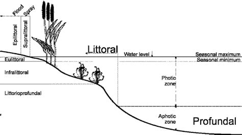 Schematic Showing Main Benthic Habitat Zones And Gradients In Lakes