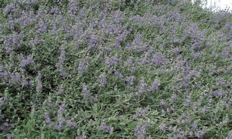 Salvia Sonomensis Sonoma Sage Ground Covers Epic Gardening