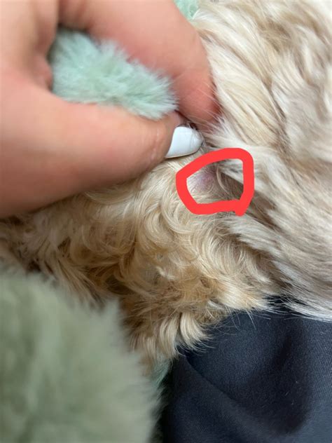 강아지 목 멍울 지식in