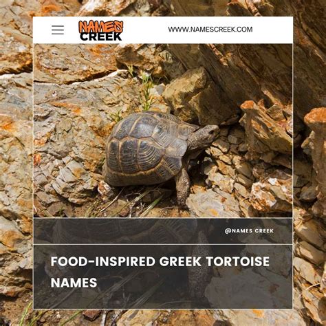 169 Stunning Greek Tortoise Names