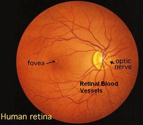 Retina Photography