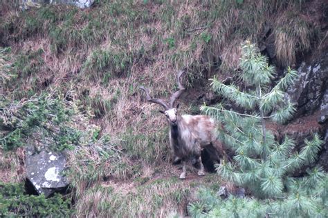 Markhor Sighting In Tatakutti Wildlife Sanctuary Jandk Wildlife Trust