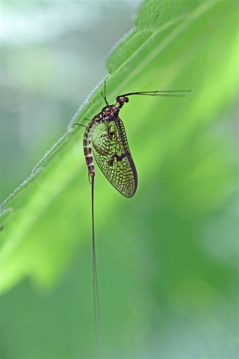 Mayfly Ephemeroptera
