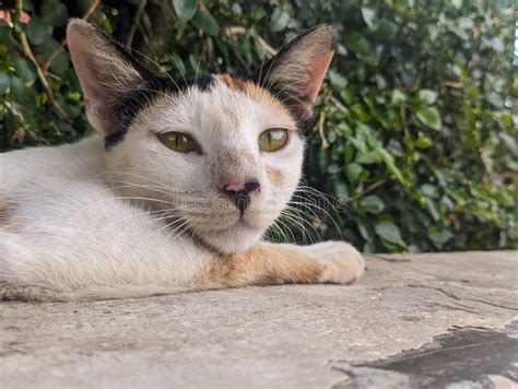 A Close Up Of Calico Cat Stock Image Image Of Friendship 273631547