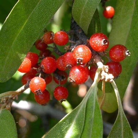 Silver Buffaloberry Shepherdia Argentea Types Of Berries Seed