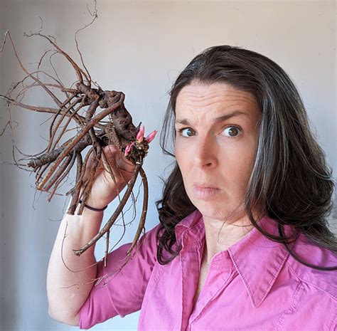 Planting A Peony The Peony Fields