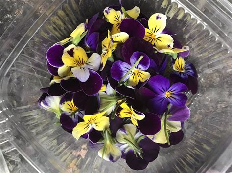 Lilly Higgins Lillyhiggins Twitter