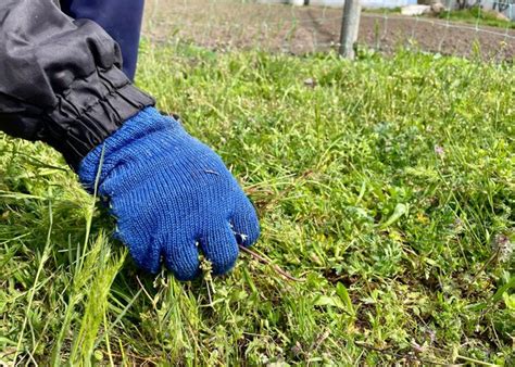 Premium Photo A Person Is Cutting Grass With A Blue Glove