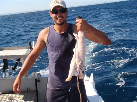 Sailfish Bait Fishing Fishing Wa Fishing Photos