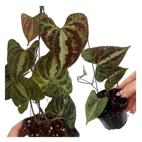 Dioscorea Discolor Sadzonka W Pojemniku 05 1l • Cena Opinie • Rośliny