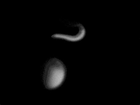 Space Worm R Unnervingimages