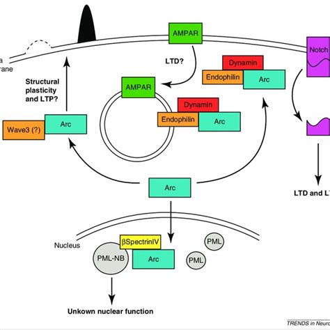 Pdf Arc In Synaptic Plasticity From Gene To Behavior