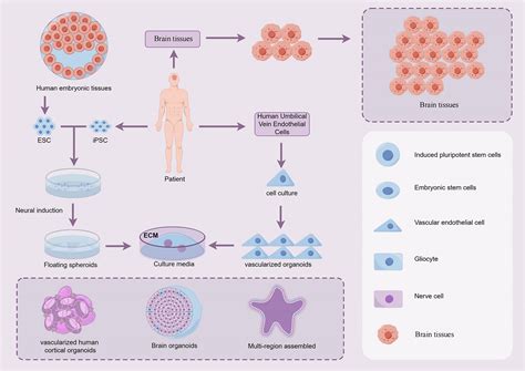 Brain Organoids A New Tool For Modelling Of Neurodevelopmental