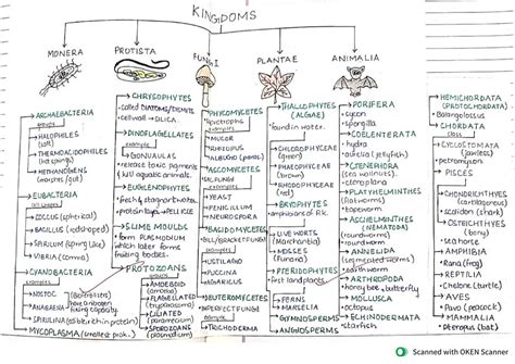 The 5 Kingdomsmindmap Biology Stuvia Us