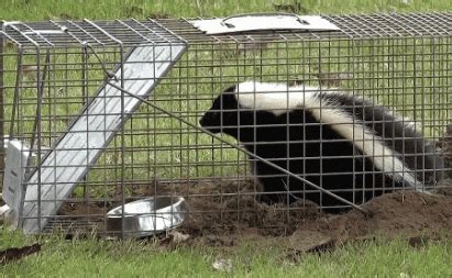 Best Skunk Trap In [year] Expert Reviews
