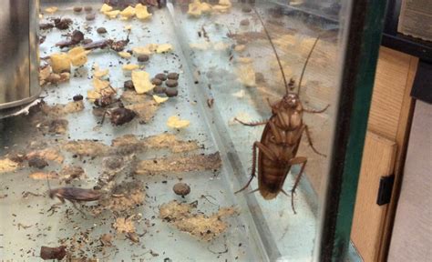 Ap Biology Test Live Cockroaches In Lab Prospectornow