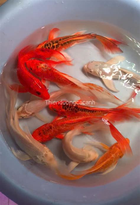 Cá Chép Phụng đuôi Dài Hay Còn Gọi Là Cá Chép Nhật đuôi Dài Kích