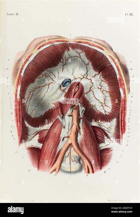 Abdominal Aorta And Aortic Bifurcation 1866 Illustration The Aortic Bifurcation Is Where The