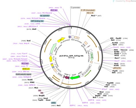 Addgene Plx Ef1agfpcdtag Ha