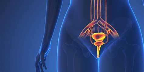 Reproductive Health And Bladder Cancer Healthywomen