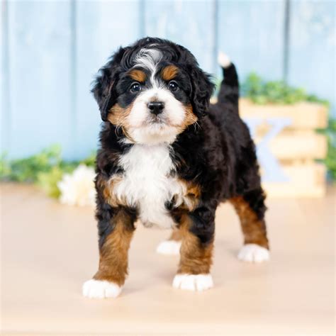 Bernedoodles