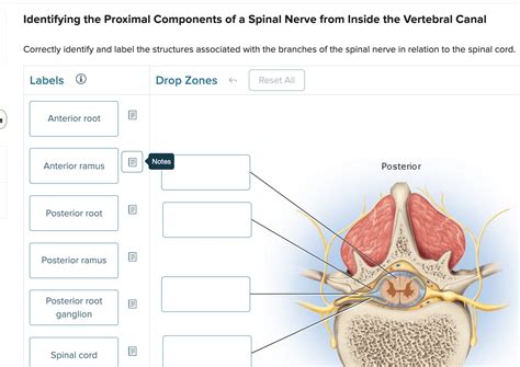 Solved Identifying The Proximal Components Of A Spinal Nerve
