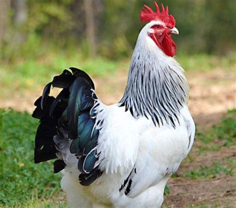 22 Types Of Roosters With Pictures