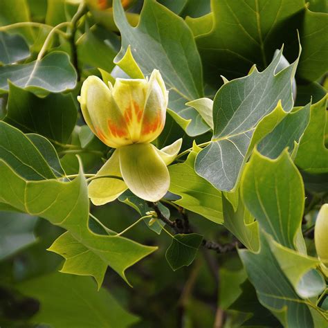 Liriodendron Tulipifera Tulip Tree
