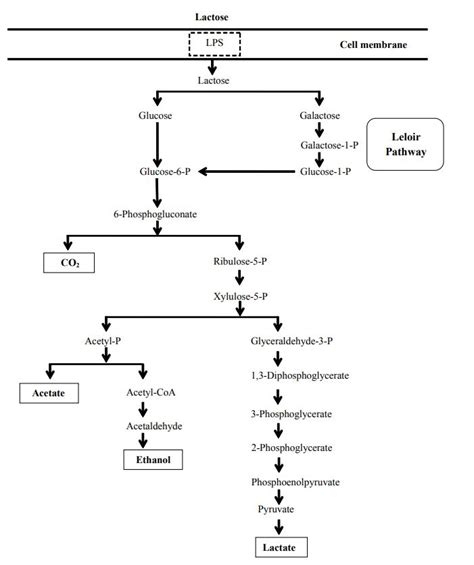 Mohammad Maitah On Linkedin Pathway Of Lactose Metabolism By Lactic