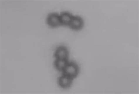 Microswimmer Robot Chains Can Decouple And Reconnect In Magnetic Field