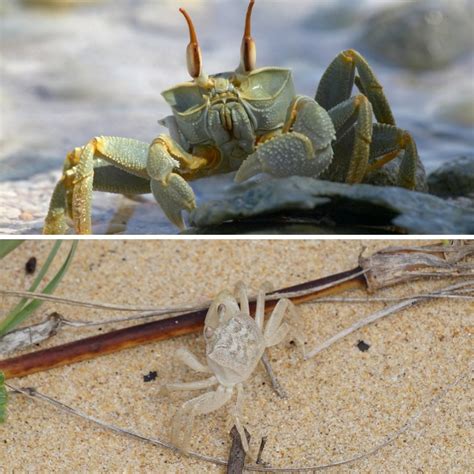 Parks Australia Did You Know That Booderee National Facebook