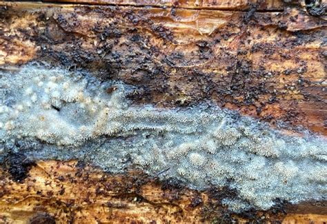 Mammadaba Vides Eksperts Atrod Latvijā Retas Koksnes Sēņu Sugas