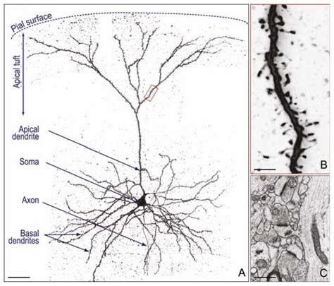 Pyramidal Neurons Cortex