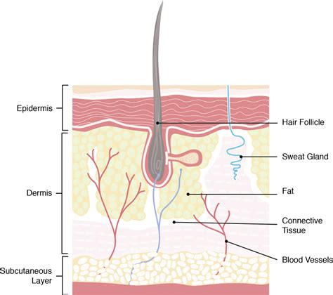 The Integumentary System Smart Edition Nursing
