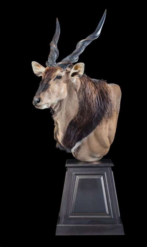 Eland Taxidermy South Africa Get Eland Trophy Quote