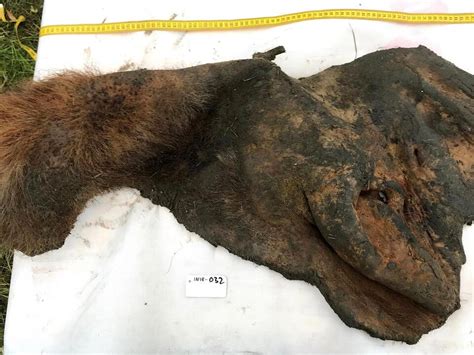 52000 Year Old Scrap Of Woolly Mammoth Skin Reveals 3d Shape Of Its