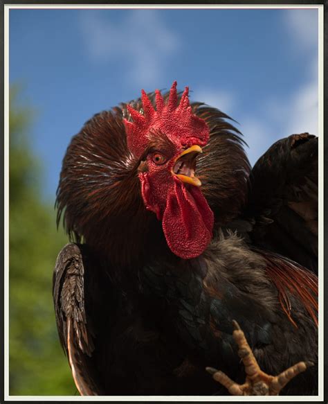 Screeching Roosters Make Their Most Aggressive And Passionate Moves In