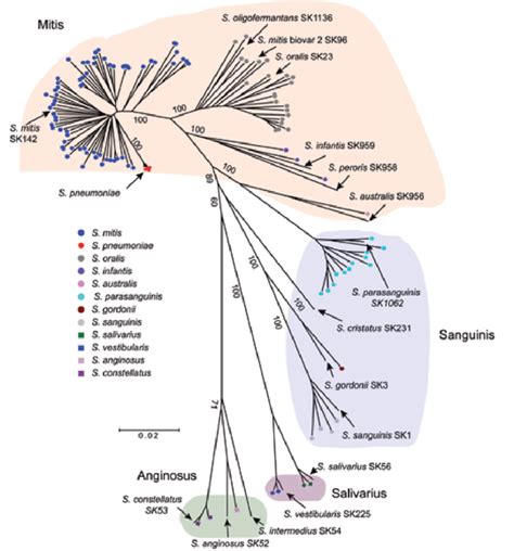 Multilocus Sequence Analysis Mlsa Of Viridans Group Streptococci Download Scientific Diagram