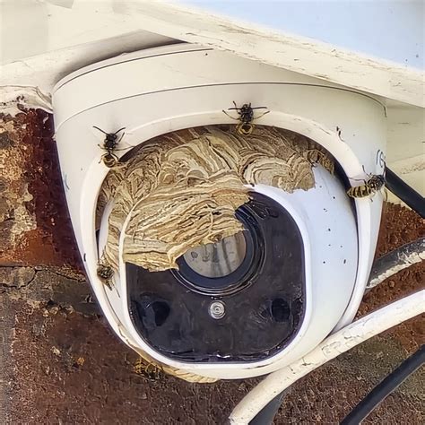 What Does A Wasp Nest Look Like Pest In Peace Cheshire