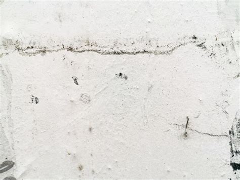 Premium Photo Close Up Of Ant On Wall