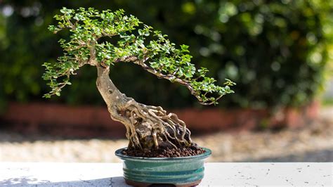 Creative Bonsai Styles Five Beyond The Basics Techniques Bonsai