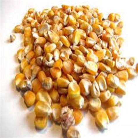 Buy Wholesale Kenya Yellow Corn Yellow Corn For Human Consumption Non